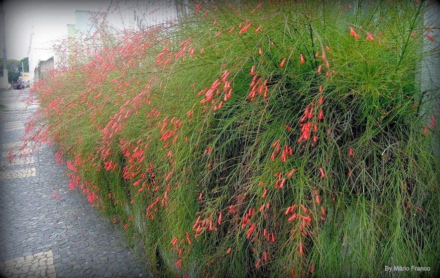 RUSSÉLIA, FLOR-DE-CORAL - ( Russelia equisetiformis ) - Meu Cantinho Verde