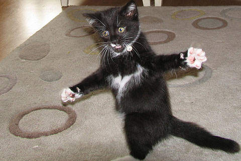 LOL Cats - Funny & Cute Cat Pictures Collection