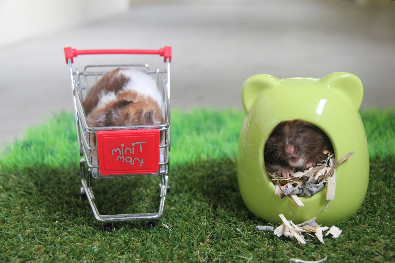 Natural PawPals: Two Gorgeous Calico Syrian Hamsters