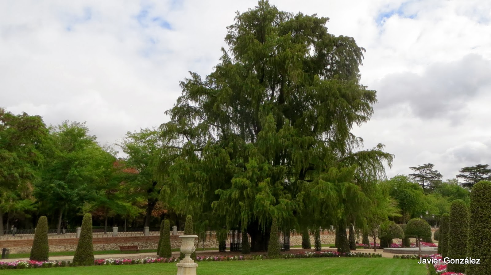 Las imágenes que yo veo: Parque del Retiro. El árbol más antiguo de ...
