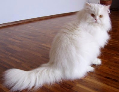 14 kucing warna putih polos (lucu) | INDAHNYA BERBAGI™