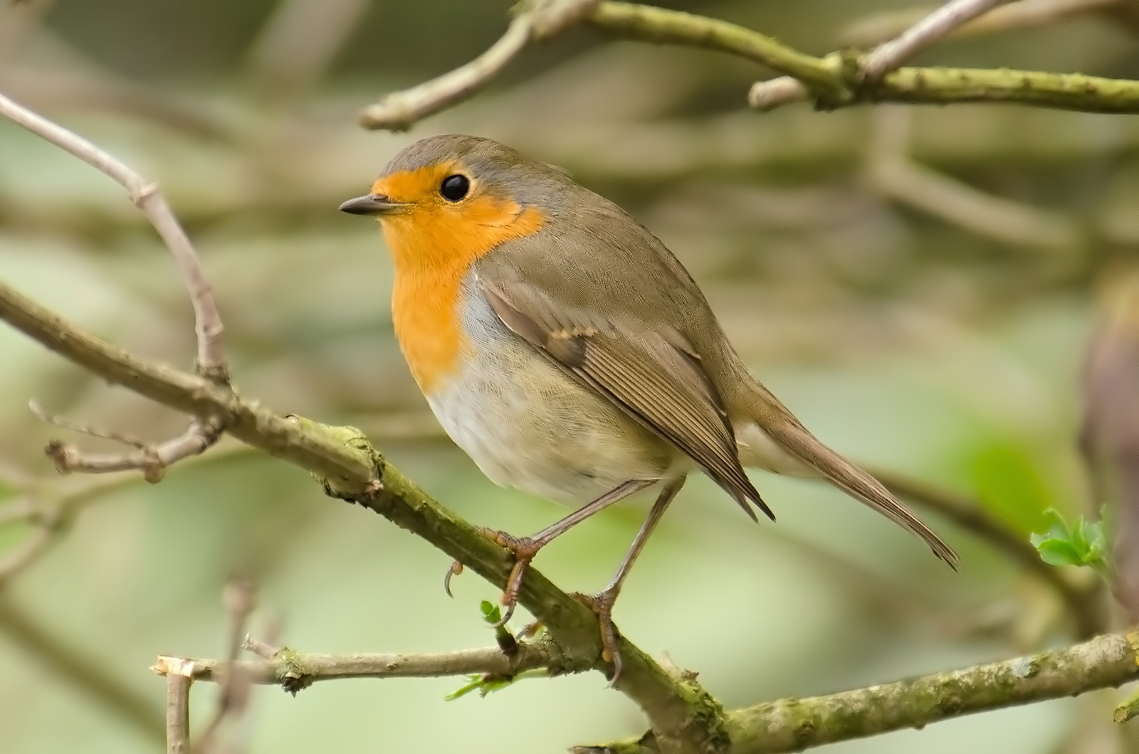 Criaturas Feroces: Petirrojo europeo (Erithacus rubecula)