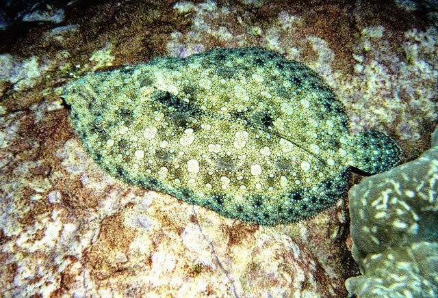 Artes de Pesca: PLEURONECTIFORMES