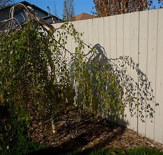 LIVING THE GARDENING LIFE: In the Spotlight: Young's Twisted Birch
