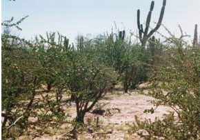 eco.carogarcía618: Matorral xerófito