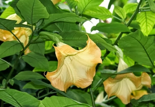 Inrossas Zelta grāmata: Indīgie istabas un dārza augi