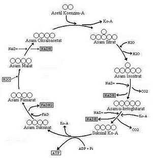 My biology: Respirasi sel