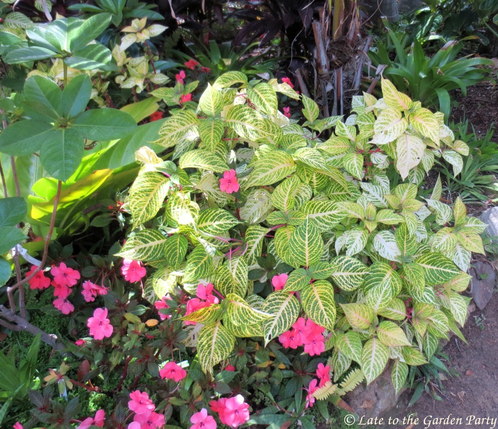 Late to the Garden Party: Sherman Gardens - Part 2