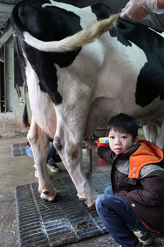 Taiwan Day 5/6 - Flying Cow Ranch - Sweetest Blessings In My Life