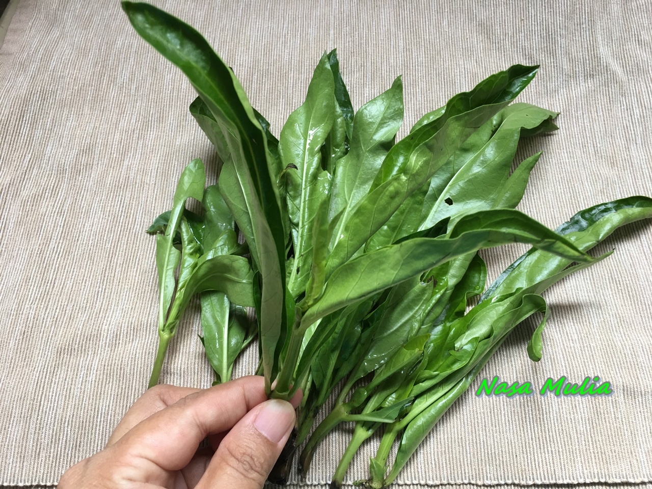 warna warni hidupku..............: Jom Kenali Pucuk-Pucuk / Herba ...