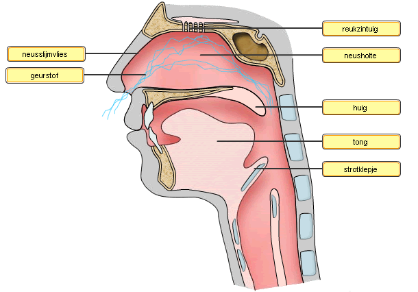 Het parfum - Patrick Süskind: Doorsnede hoofd - Reukorgaan