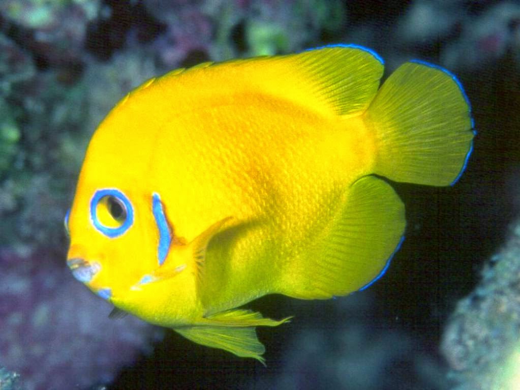 Angelfish - Ikan Angel