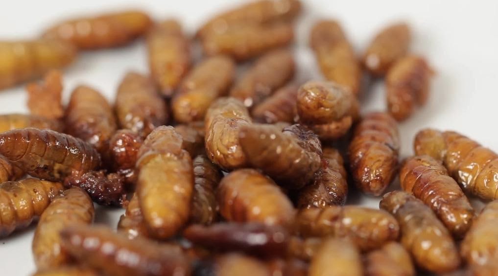 Zašto jesti bube u budućnosti? | Samo Zanimljivosti