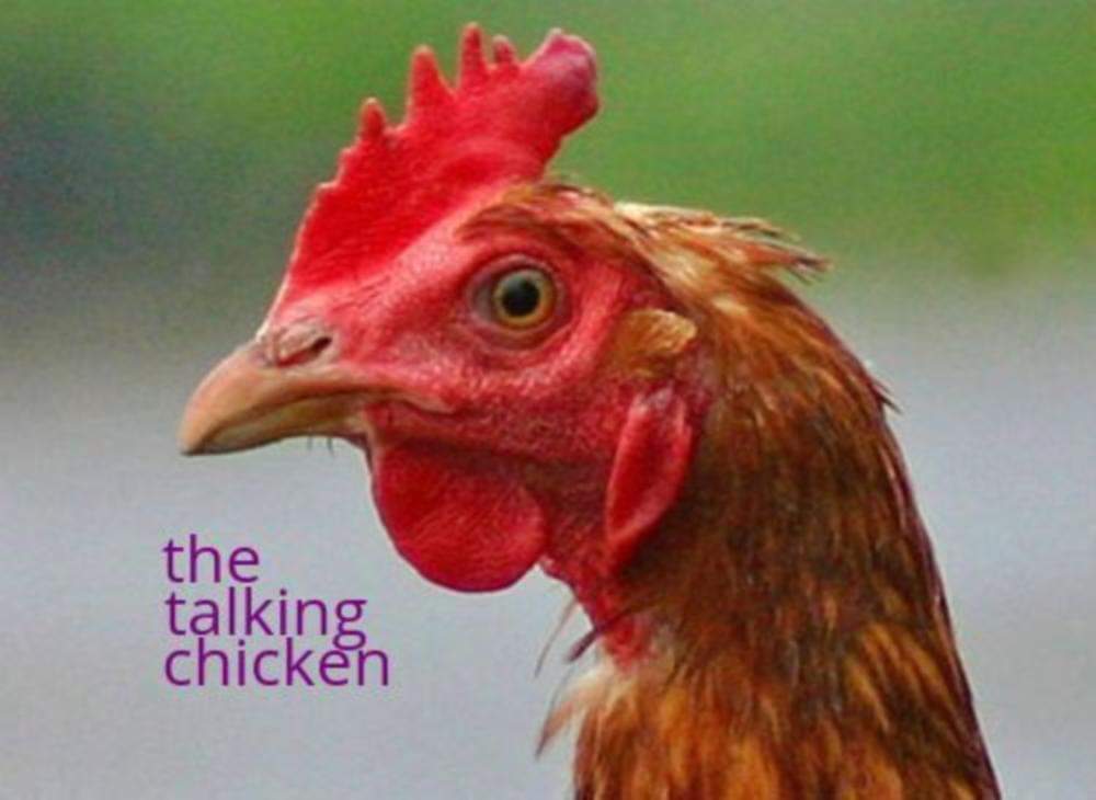 The Notorious Meddler: The Talking Chicken