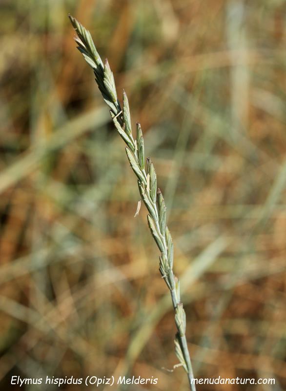 Menuda Natura: Elymus hispidus (Opiz) Melderis