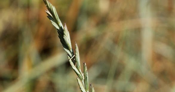 Menuda Natura: Elymus hispidus (Opiz) Melderis