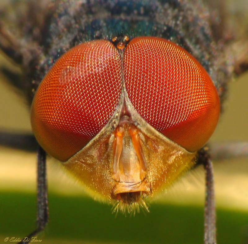 Los cinco sentidos.: Los sentidos de los animales.