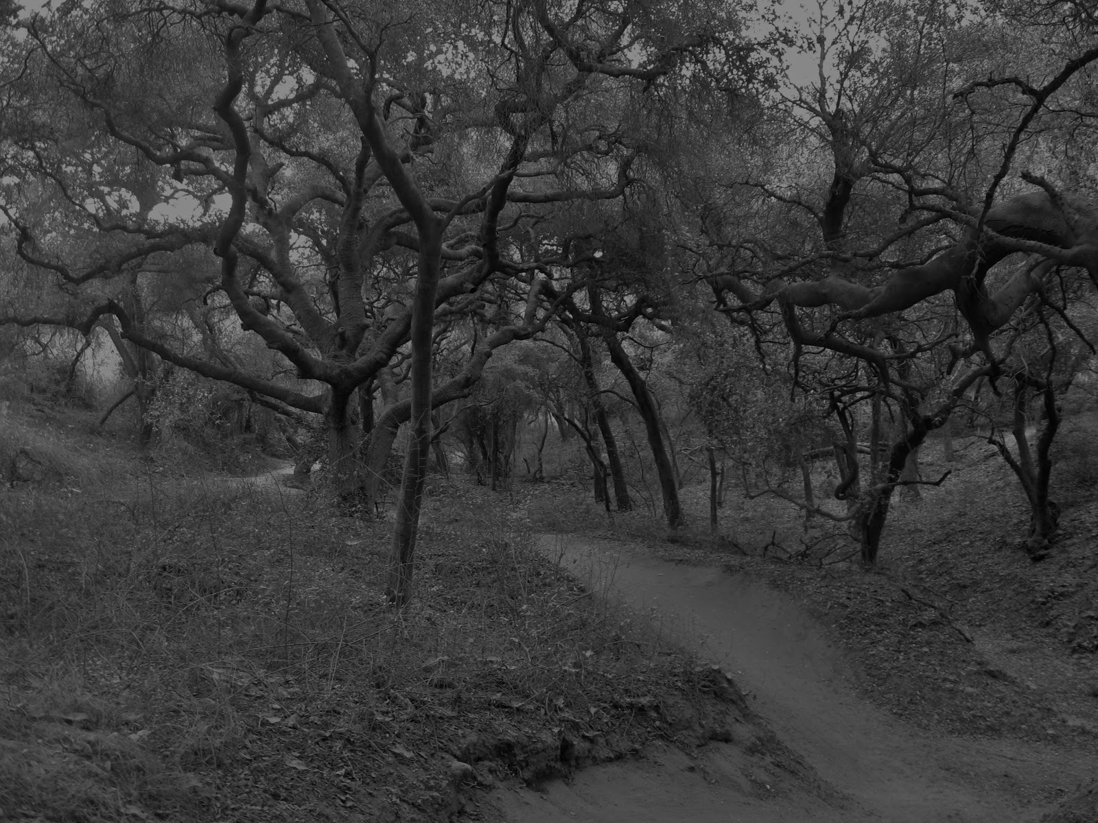 Winding Through Spooky Hollow...