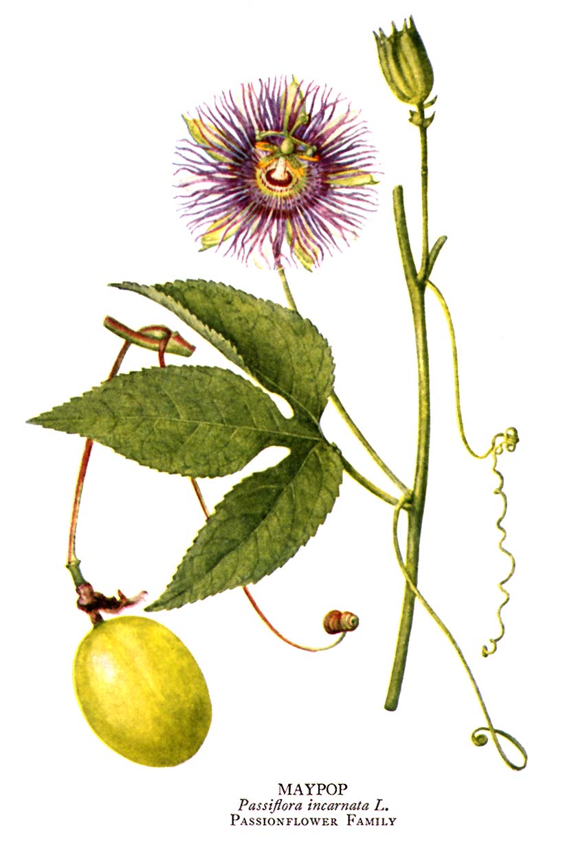 Two Men and a Little Farm: PASSION FLOWER, MAYPOP, APRICOT VINE, MAY APPLE