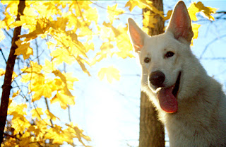 PSI: ŠVICARSKI BIJELI OVČAR