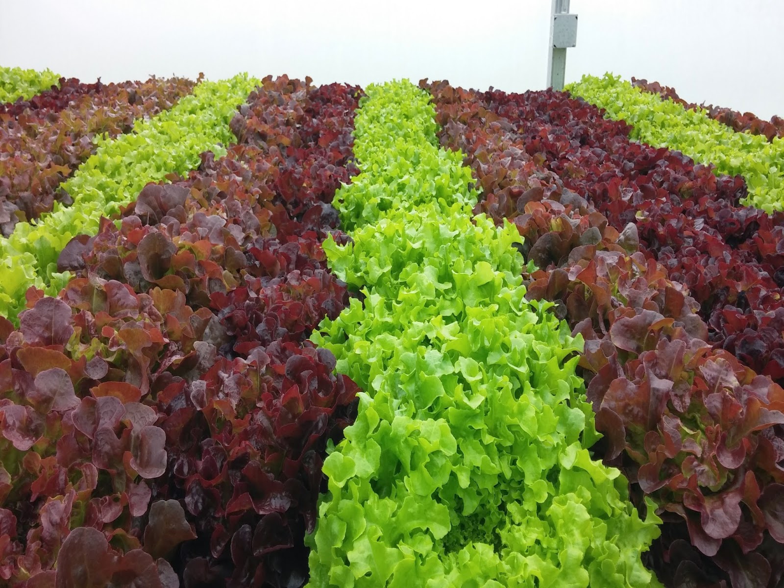 From the CropKing Greenhouse: Summer 2014 Oakleaf Trial
