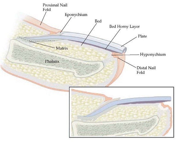 Fingernail/ظفر/指甲(Zhǐjiǎ) | Step by step into english in English