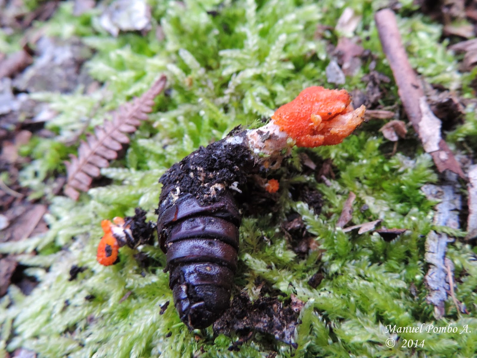 Un micólogo aficionado: Cordyceps militaris (L.) Fr.