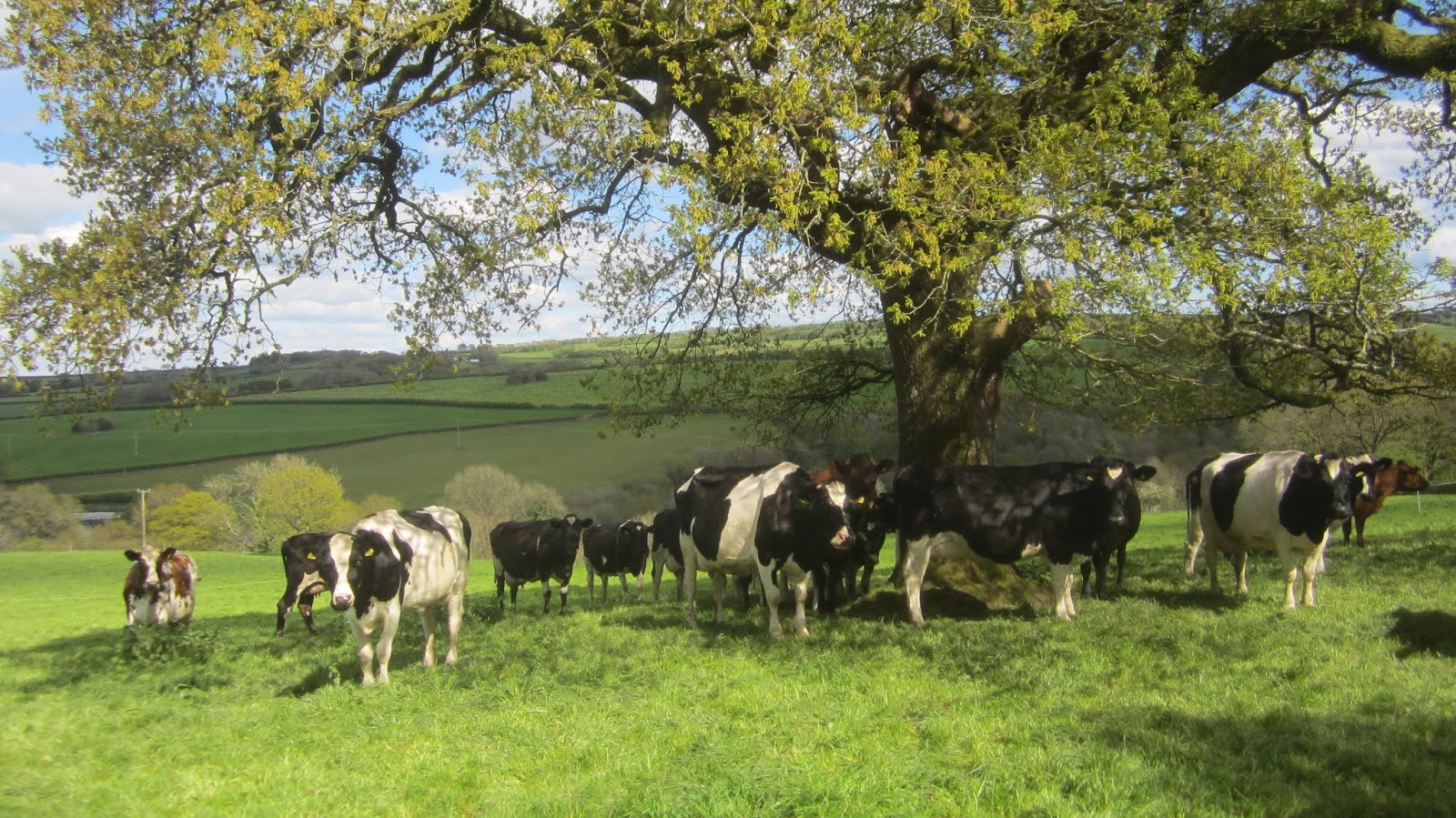 Life on a Welsh Farm: Wildlife Conservation & Farming