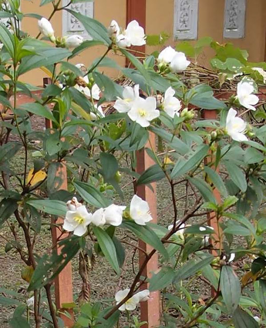 Xing Fu: SENDUDUK PUTIH