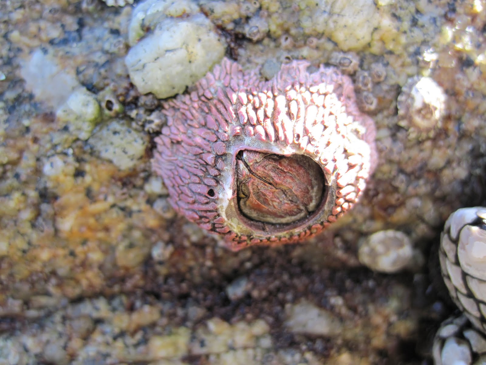 Matt Duckworth Underwater: Red Barnacle
