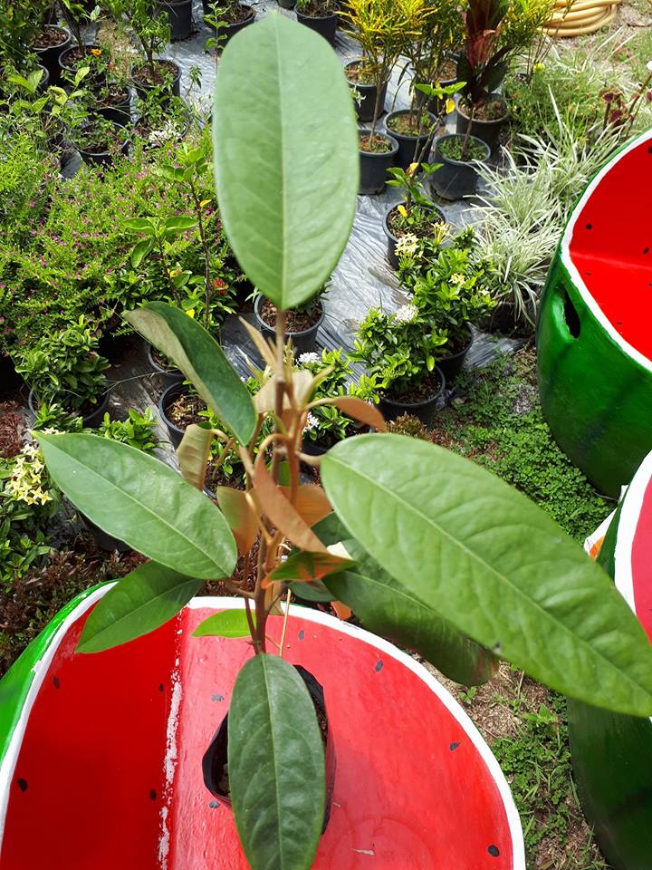 Berita TV Malaysia: Baby Ochee 10pokok rm300 For Sale