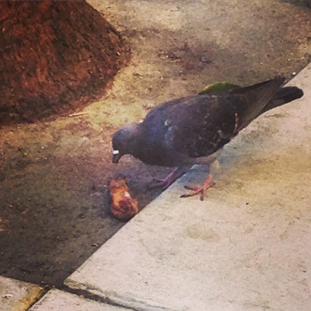 On The Other Side Of The Eye: Quid Pro Crow