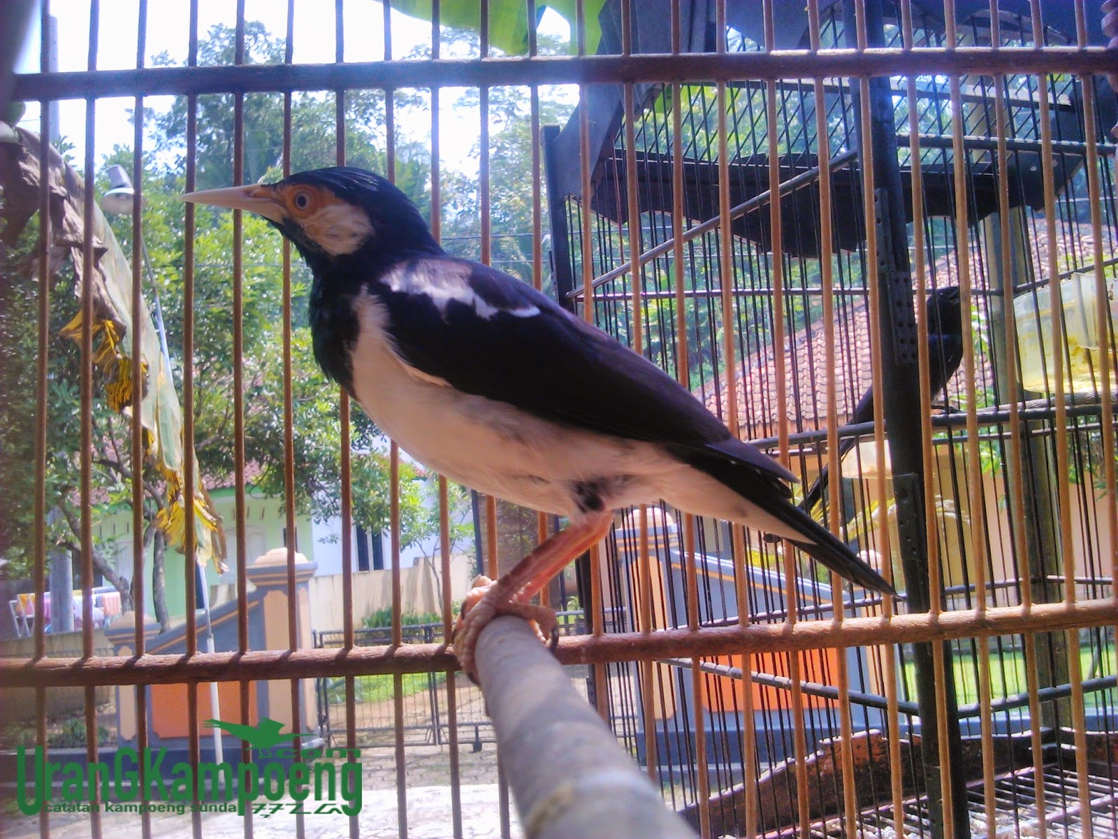 Jalak Suren jawa yang mudah dibudidayakan - Galery Foto & Video