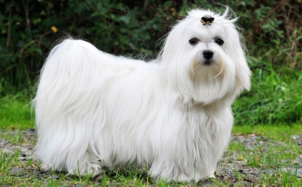 Info Menarik: ANJING MALTESER