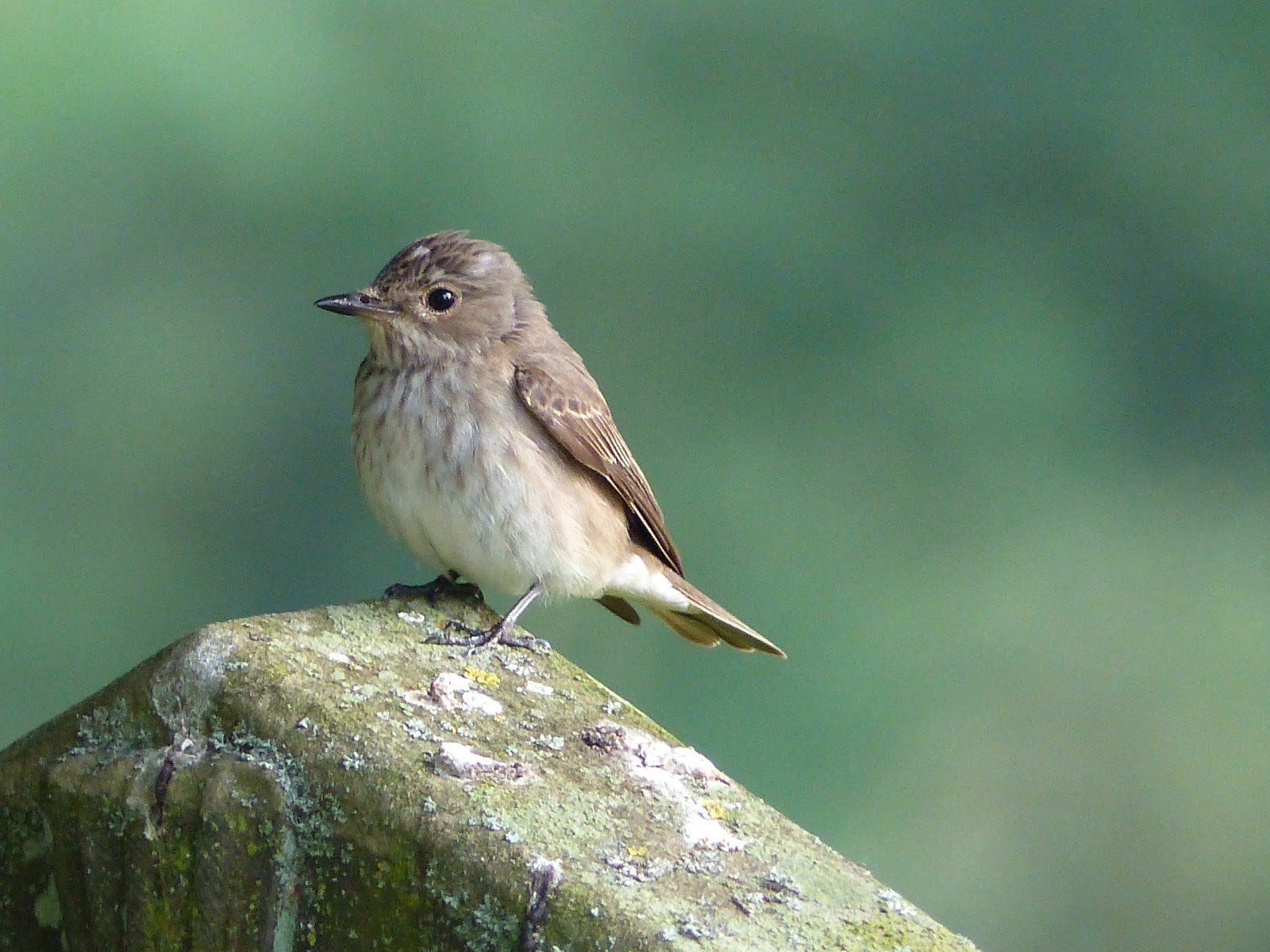 Linacre Blogger: Spotted Flycatcher