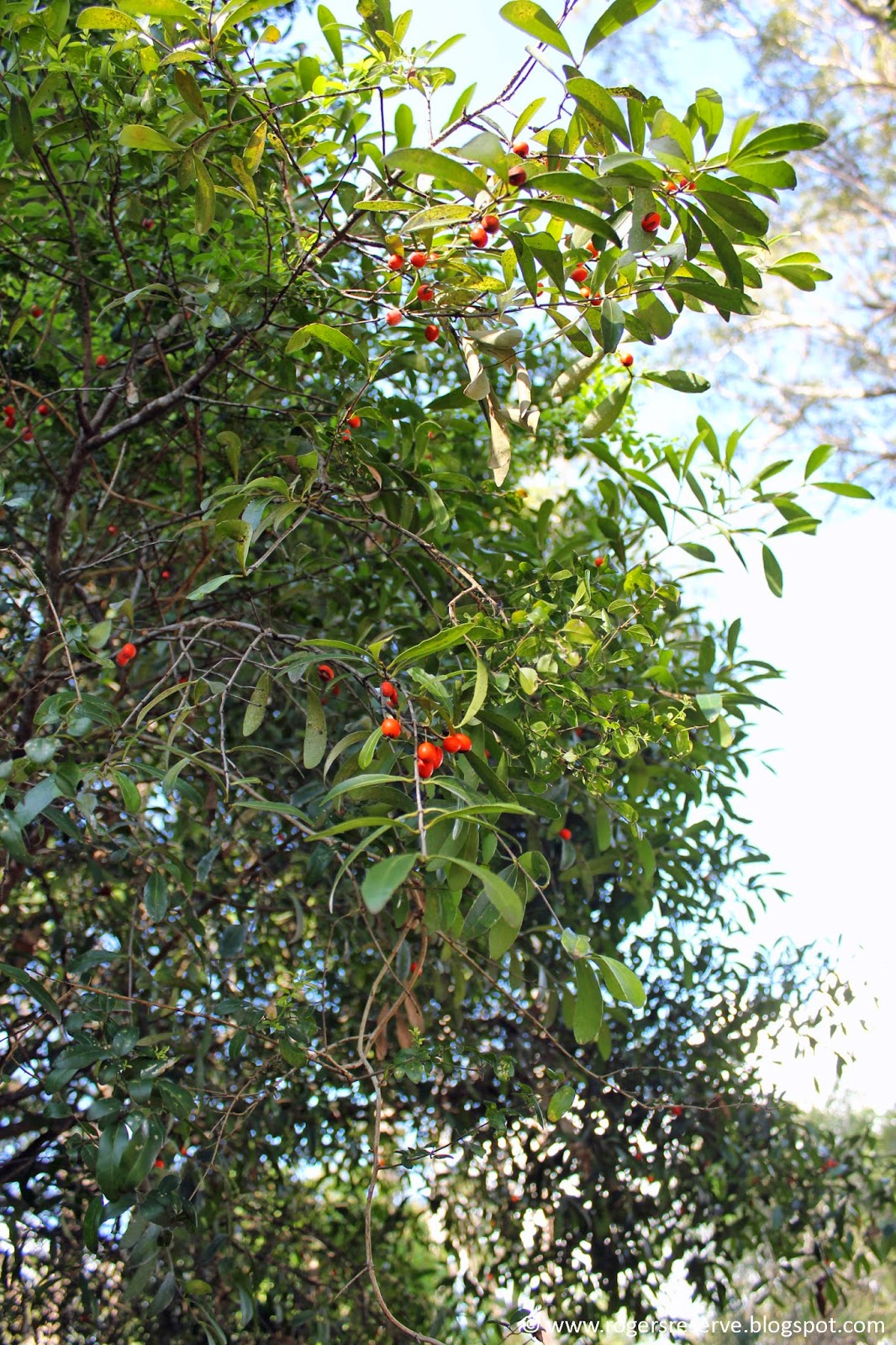 Charles and Motee Rogers Bushland Reserve: Magnificent Red Olive Plum ...
