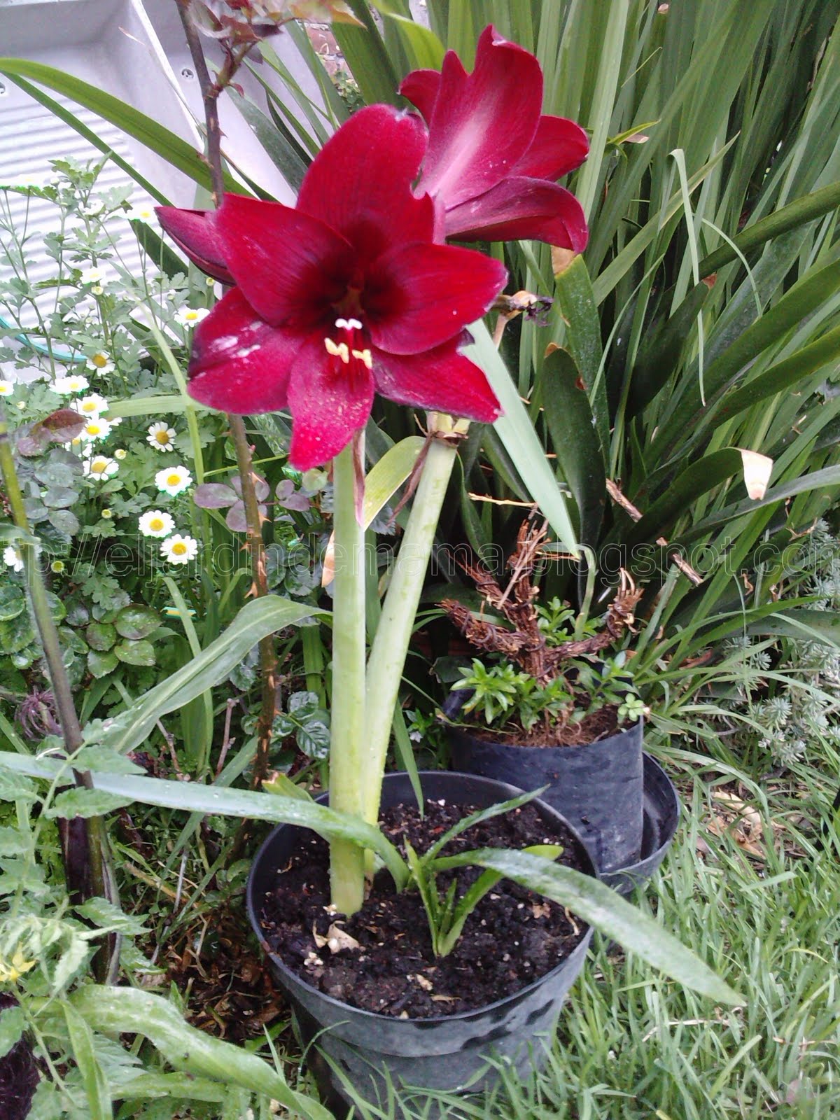 El jardin de Mamá: azucena roja