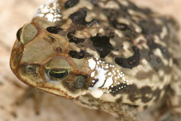 Rah Rah Radula!: Scientistas of the World Part II OR More Swoonage