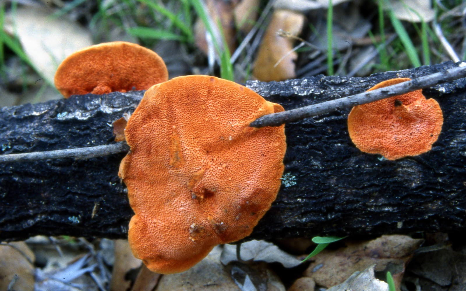 Setas Extremadura : Pycnoporus Cinnabarinus