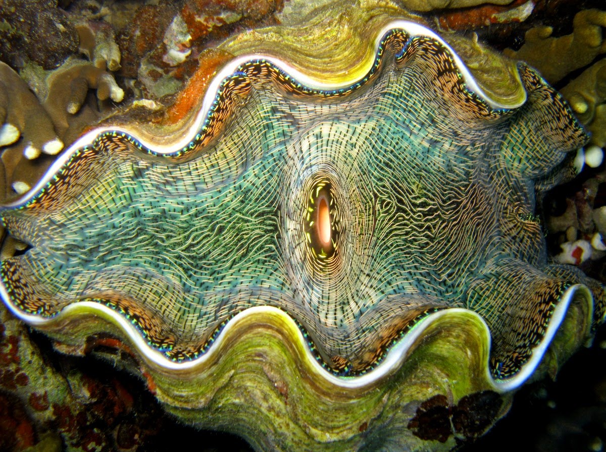 #1 Planet: Giant clams -- and restoration in the Philippines