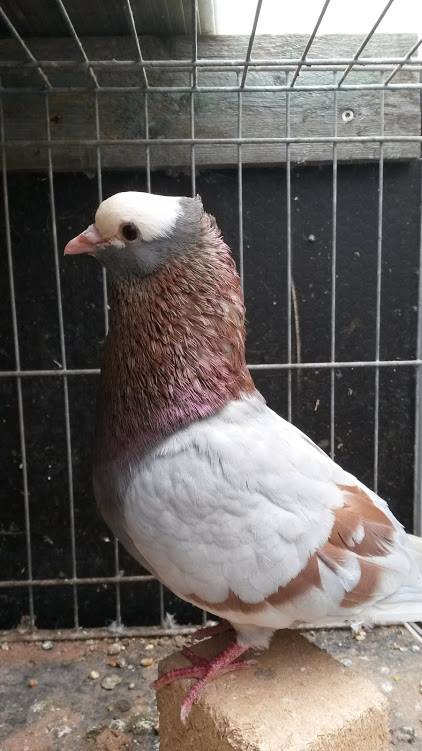 World of Pigeons and Doves: Mookee Pigeon