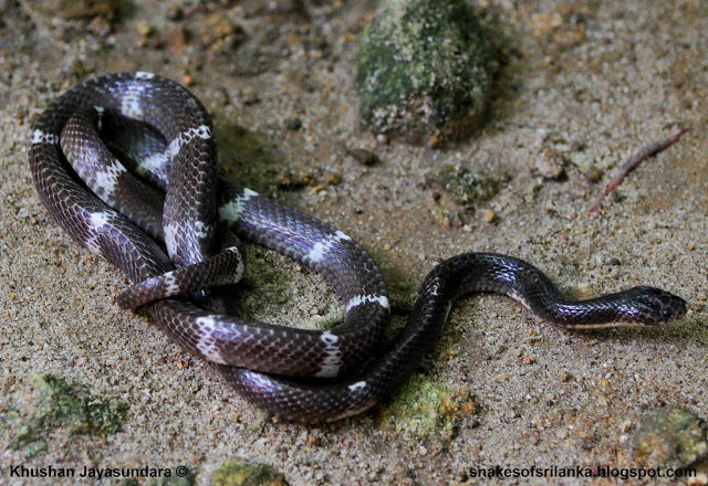 Sri Lankan Krait/මුදු කරවැලා (Bungarus ceylonicus-Günther, 1858)