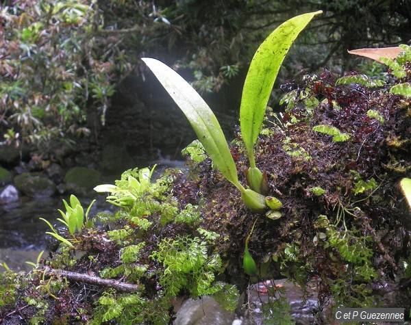 Flora de Puerto Rico Ilustrada Papo Vives: ORCHIDACEAE MORMOLYCA PUDICA ...