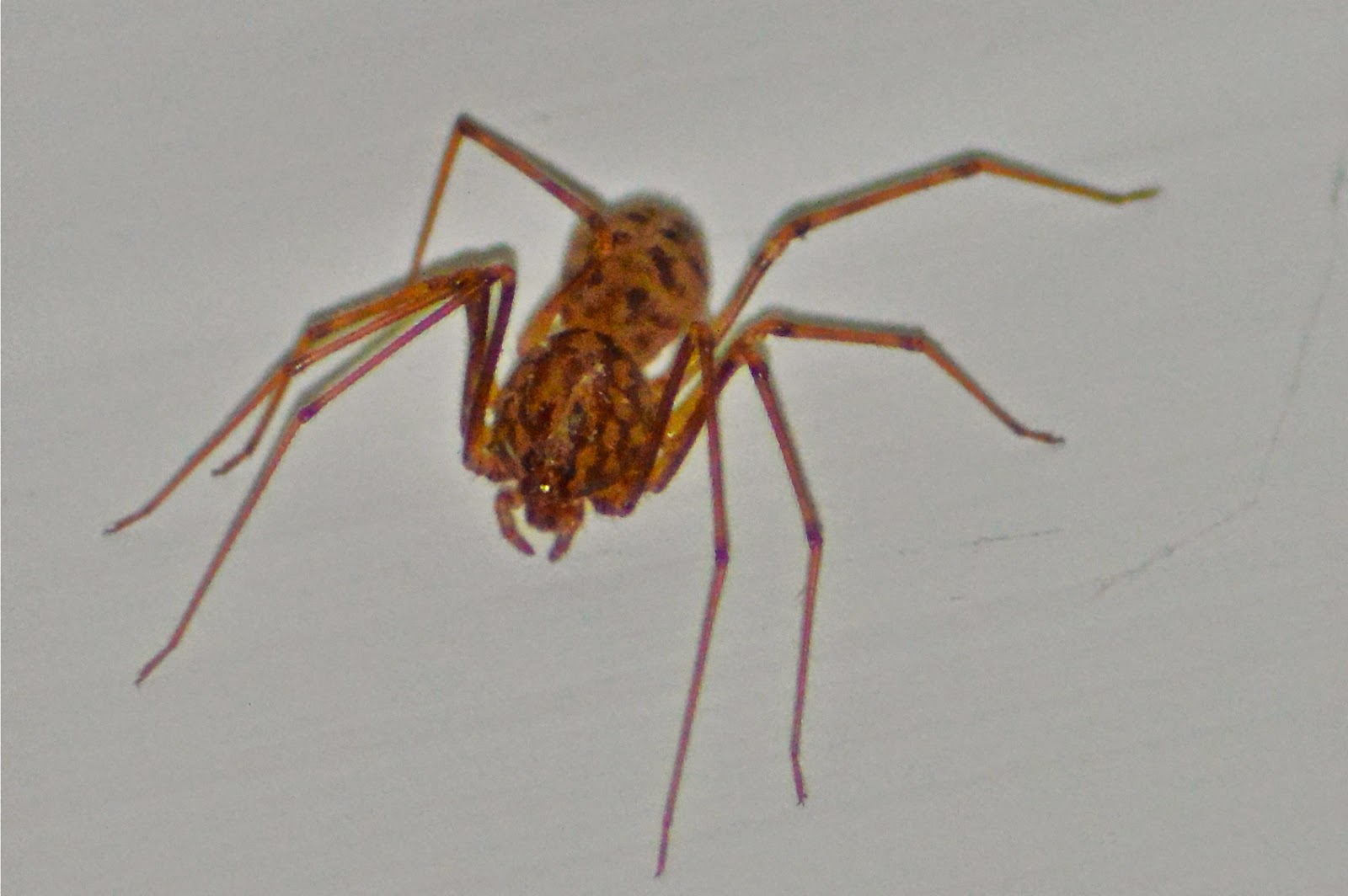 The Insect Diary: Spitting Spider: Scytodes thoracica