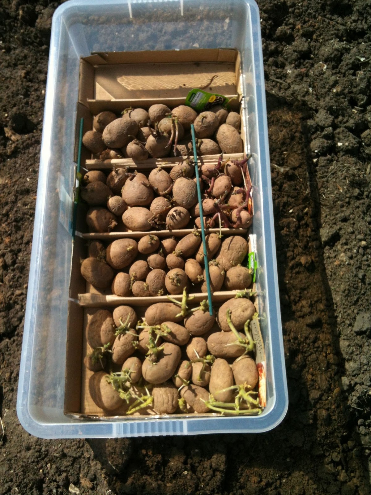 An overgrown allotment versus a bad back: First Planting of potatoes
