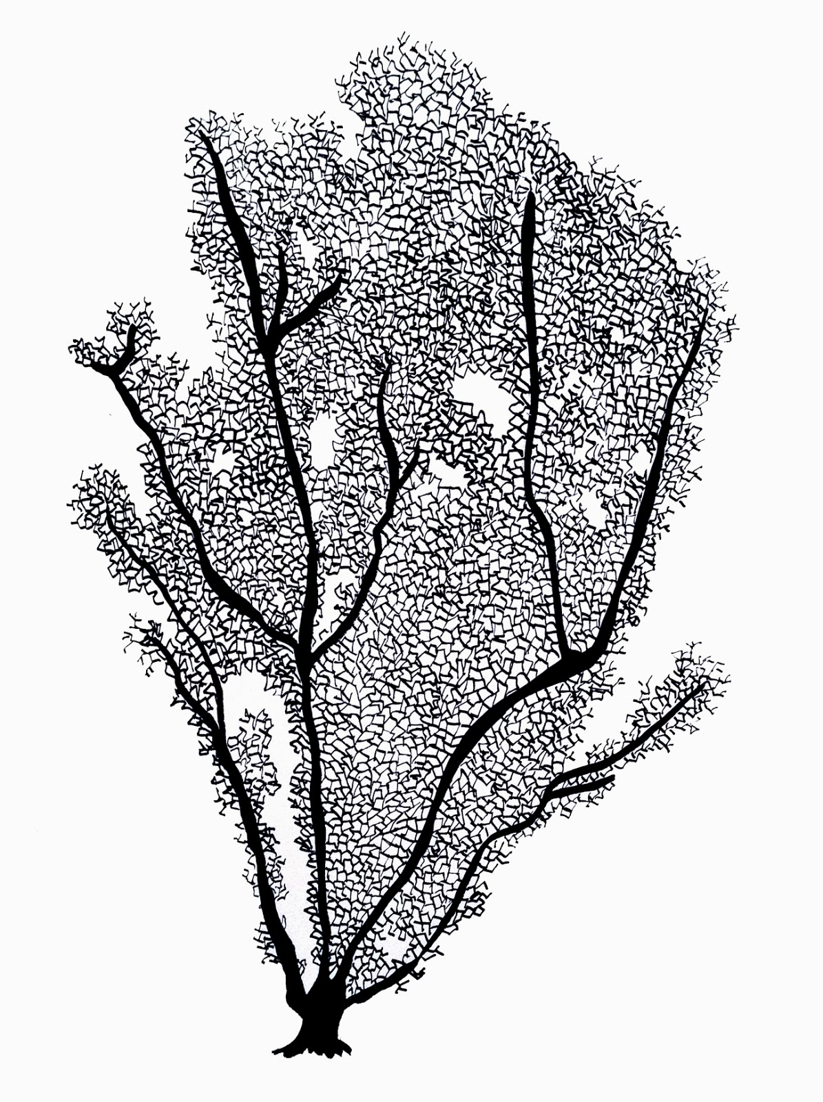 Pulling Prints: Drawing a Day 77 - Coral Sea Fan