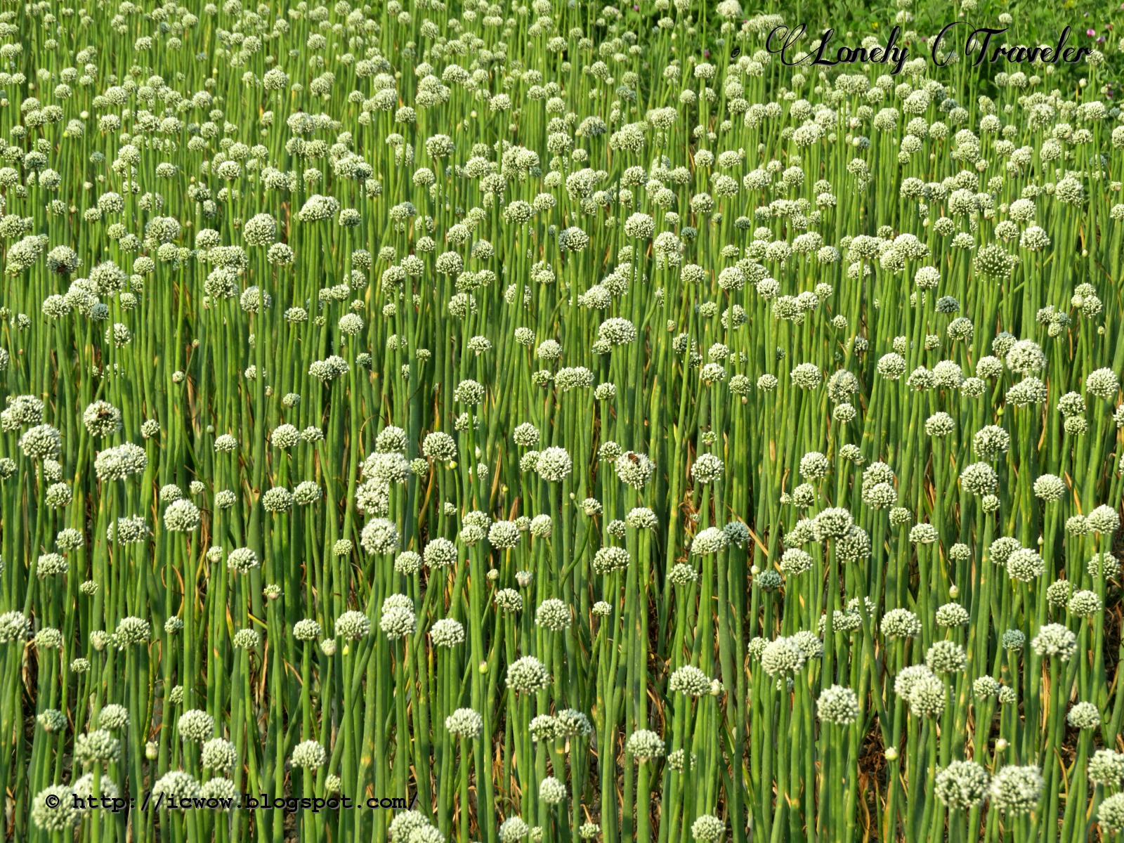 Onion flower - Allium cepa