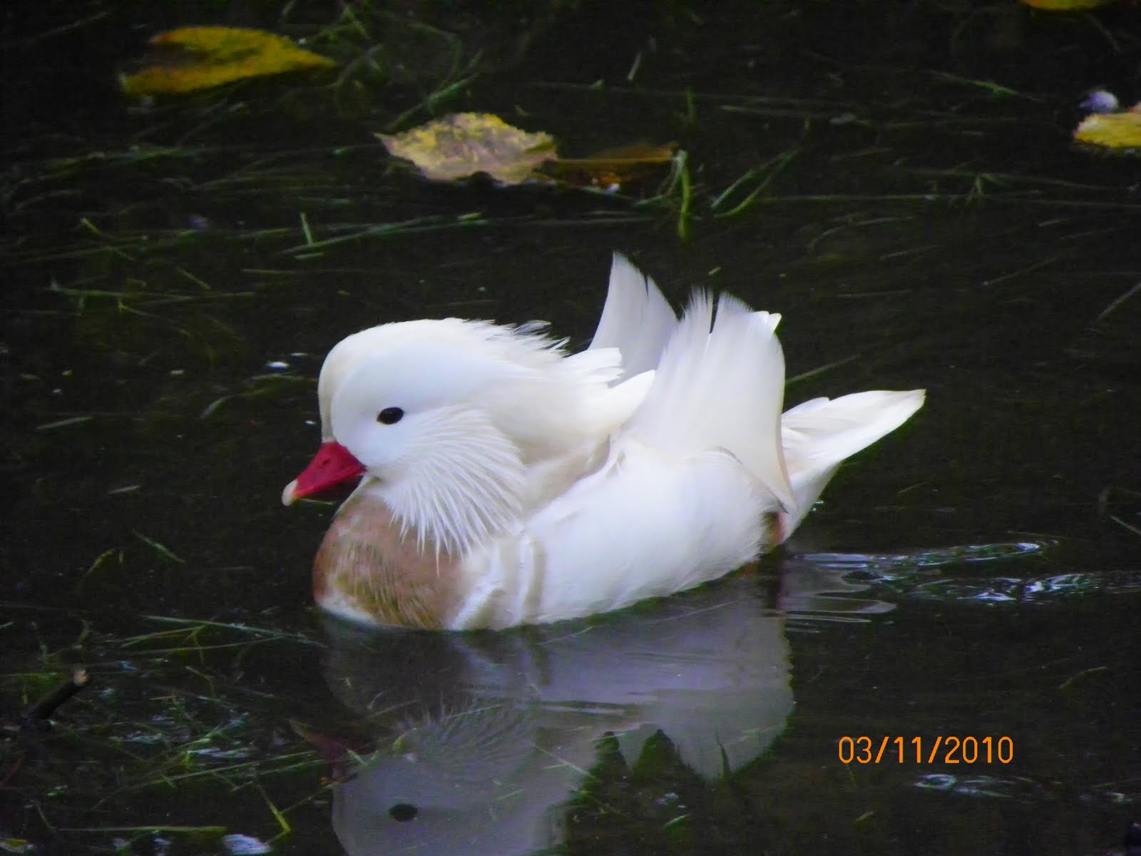 NATURALEZA desde ASTURIAS: PATO MANDARIN ALBINO o BLANCO.-Aix galericulata