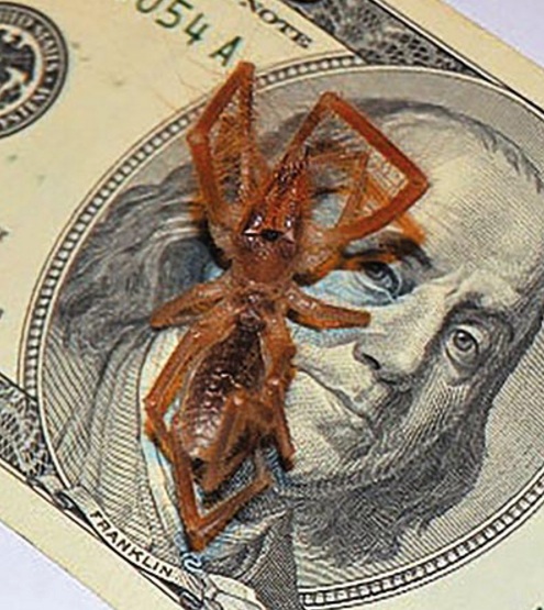 Robinson-Solutions Professional Window Cleaning: Beware The Sun Spider