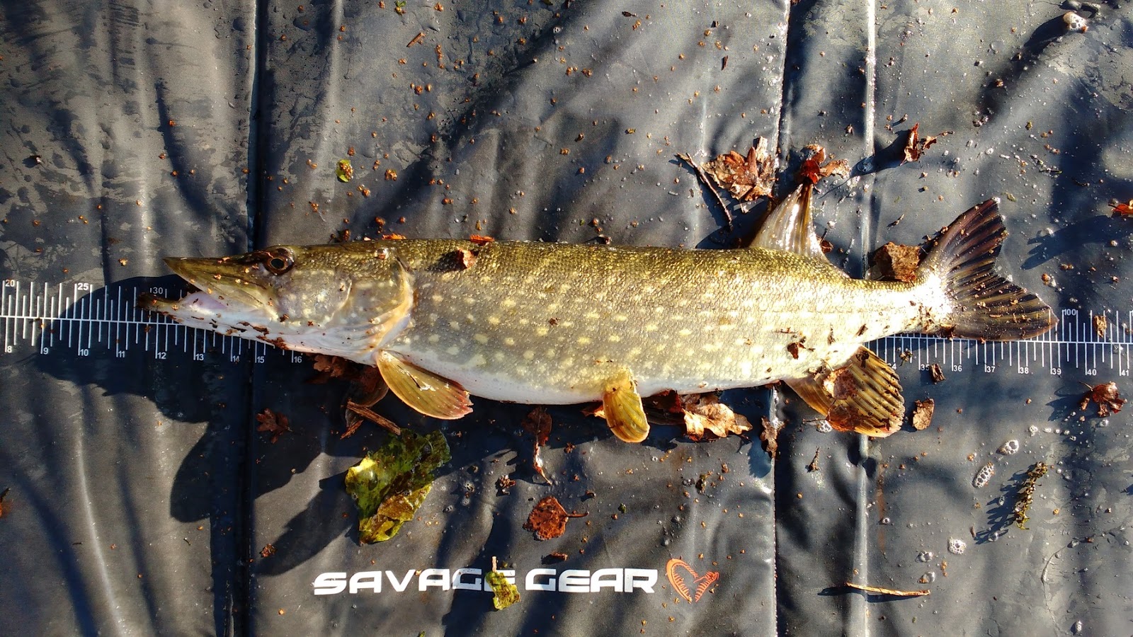 Jorvik Angler: Dead Fish at Dawn